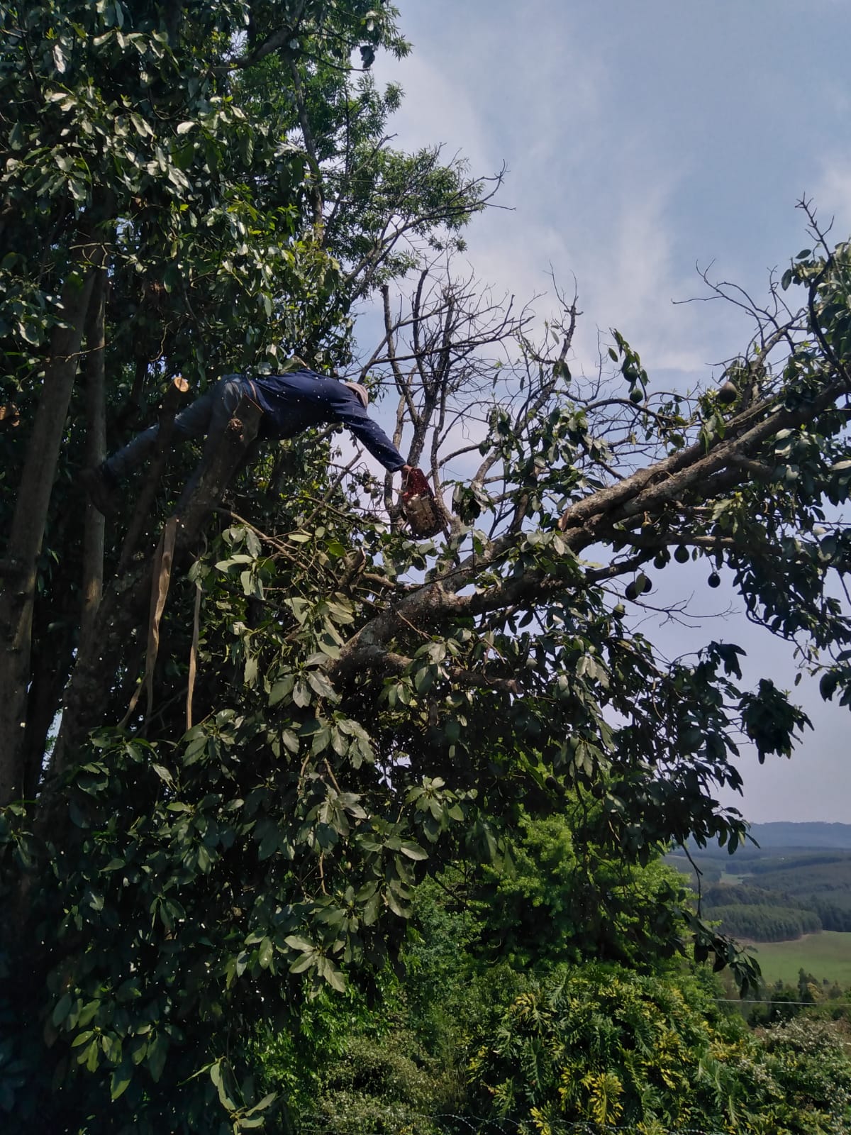 Palm Tree Removal Services | Tree Felling Durban North
